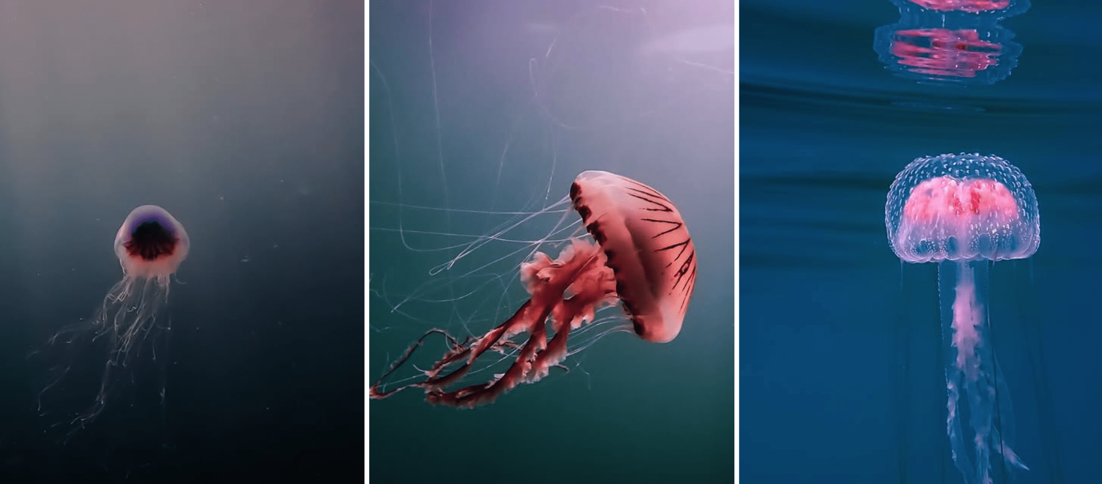 Step Into Art, Storytelling & Reflection at TC/ESG25! | Transformations ...